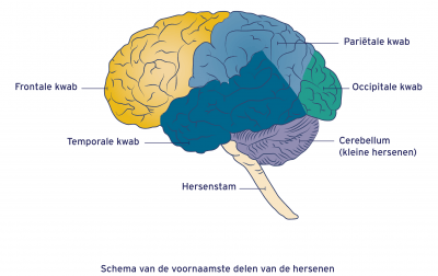 Soorten hersenkanker en anatomie - Stichting tegen Kanker