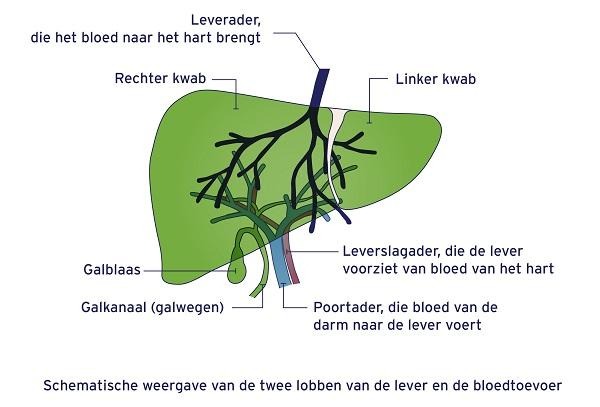 Soorten leverkanker en anatomie - Stichting tegen Kanker
