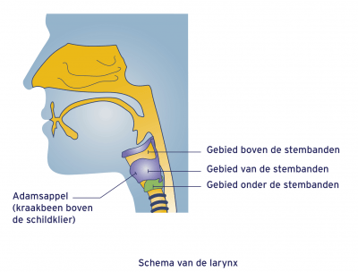 Soorten kanker van de onderste keelholte en het strottenhoofd ...