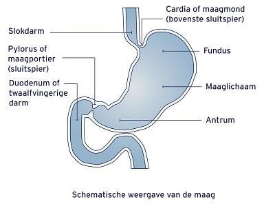 Soorten maagkanker en anatomie van de maag - Stichting tegen Kanker