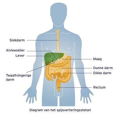 Soorten maagkanker en anatomie van de maag - Stichting tegen Kanker