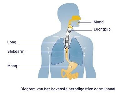 Soorten slokdarmkanker en anatomie - Stichting tegen Kanker